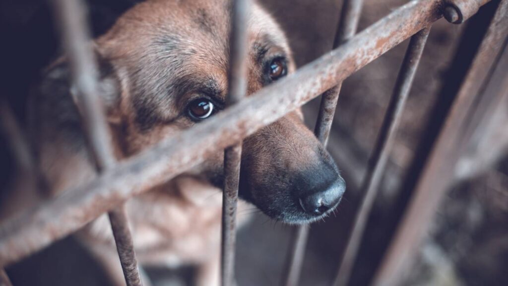 Animal Cruelty Criminal Charge | Pennsylvania Criminal Lawyer